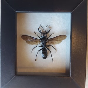 King Wasp Megalara Garuda Framed Hymenoptera Shadowbox Display - Etsy