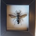 King Wasp Megalara Garuda Framed Hymenoptera Shadowbox Display - Etsy
