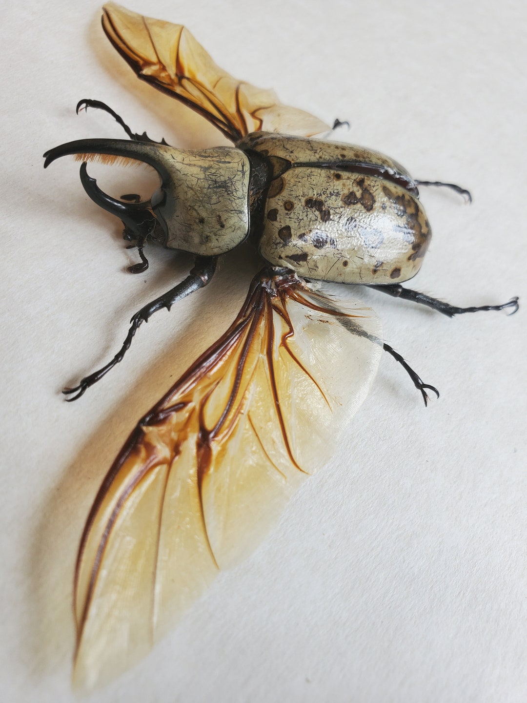 Hercules Beetle Wings