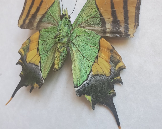 Real Rare Kaiser-i-hind Swallowtail Butterfly Framed - Teinopalpus ...