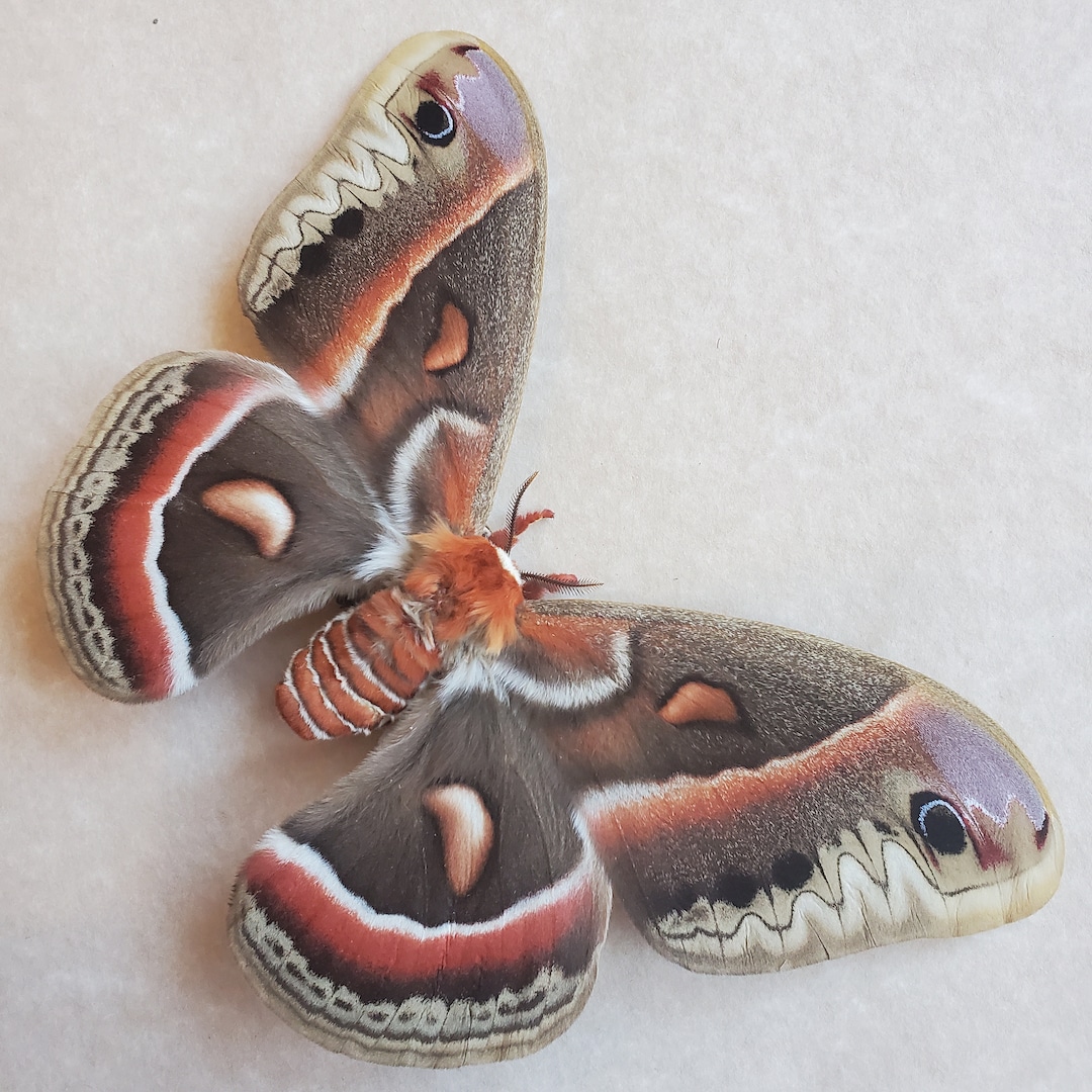 Silk Robin Moth Hyalophora Cecropia Framed Saturnidae Shadowbox Display ...