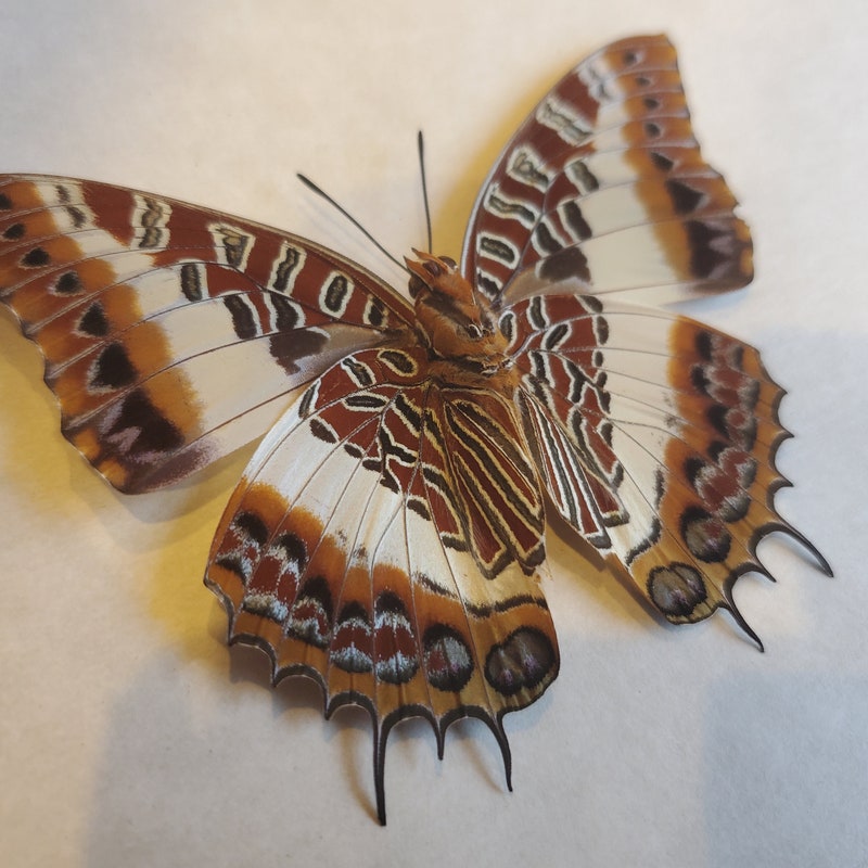 Charaxes - Etsy