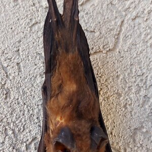 Javan Mastiff Bat Otomops Formosus Taxidermy Framed in Display ...