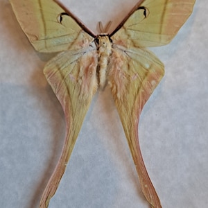 Actias Rhodopneuma Pink Spirit Moth Actias Rhodopneuma Framed ...