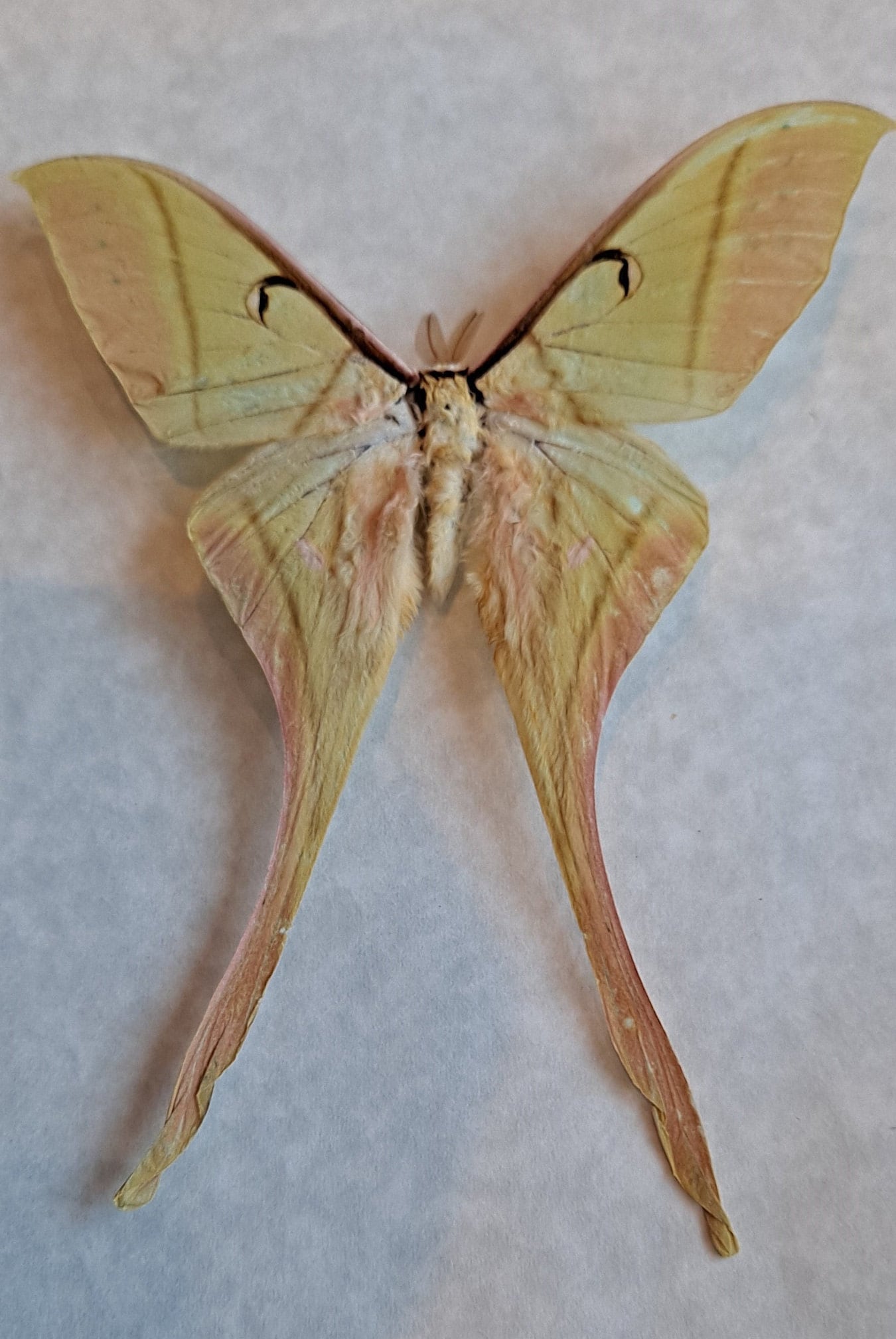 Actias Rhodopneuma Pink Spirit Moth Actias Rhodopneuma Framed ...