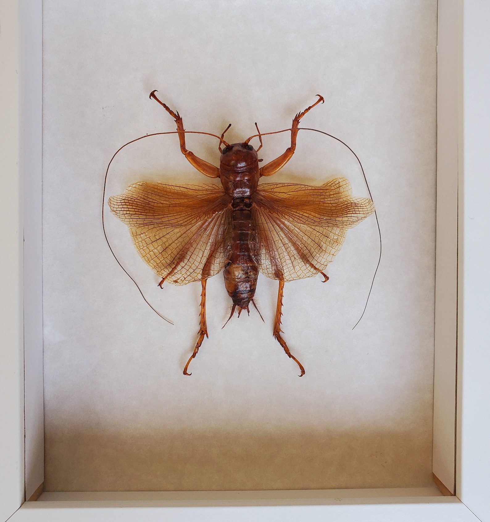 Huge Bulldog Raspy Raptor Cricket Sia Ferox Framed Catyd Shadowbox - Etsy