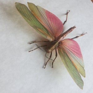 Rose Winged Locust Lophacris Cristata Framed Acrididae Shadowbox ...