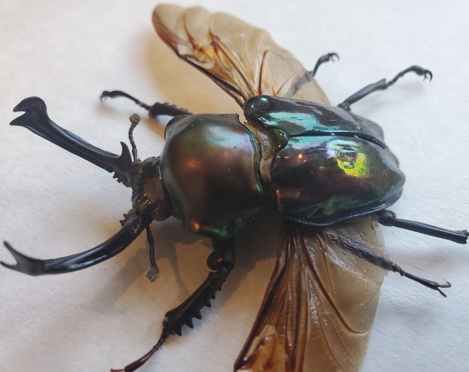 Rare Large Rainbow Stag Beetle Framed Taxidermy - Etsy