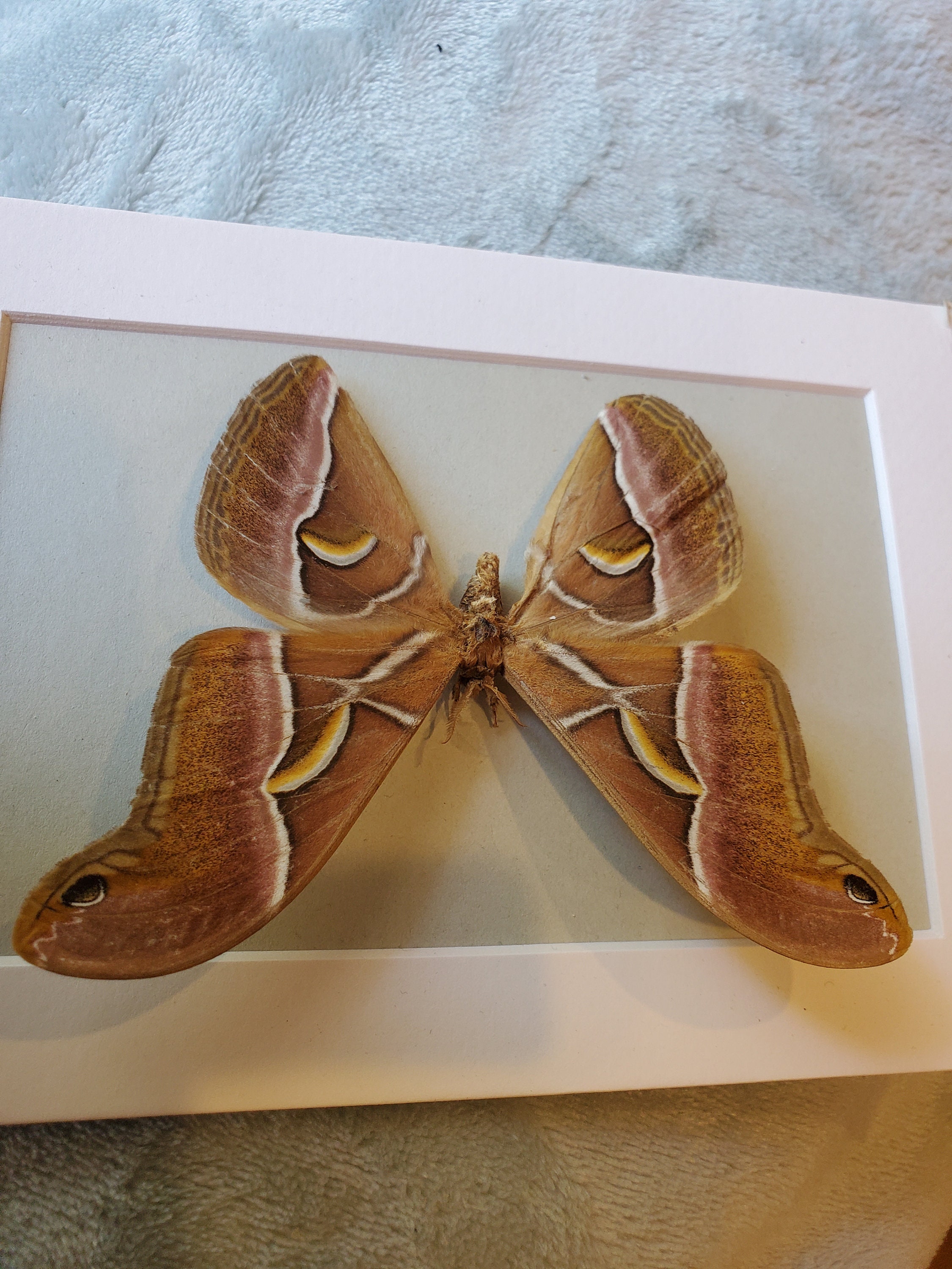 Samia Cynthia Ricini Eri Silk Moth Ailanthus Snakehead - Etsy Canada