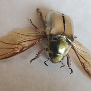 Gold Chrysina Plusiotis Resplendens Real Beetle Entomology Collectible ...