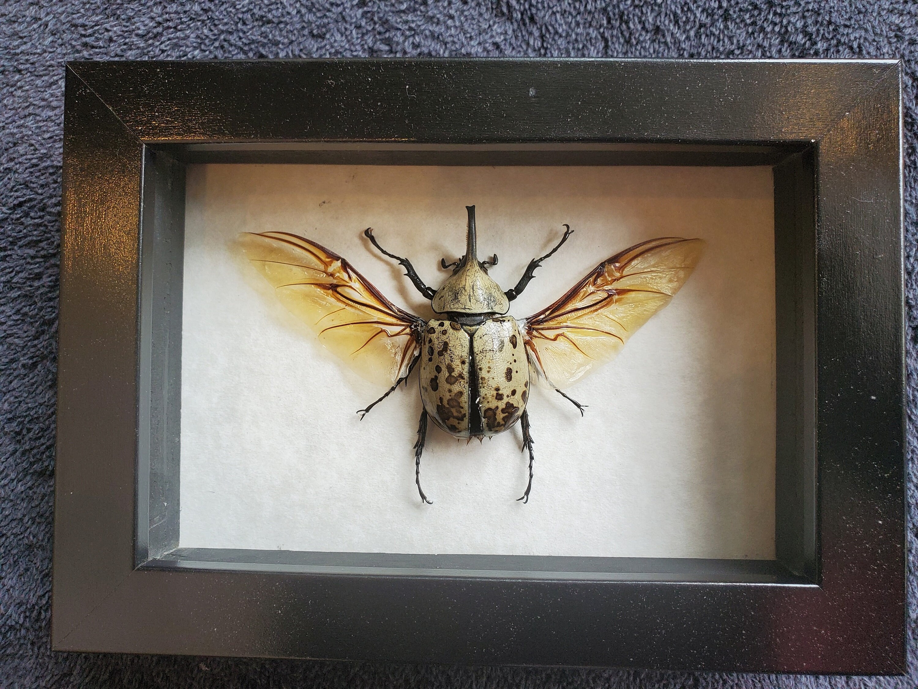 Western Hercules Beetle Dynastes Grantii Coleoptera Framed - Etsy