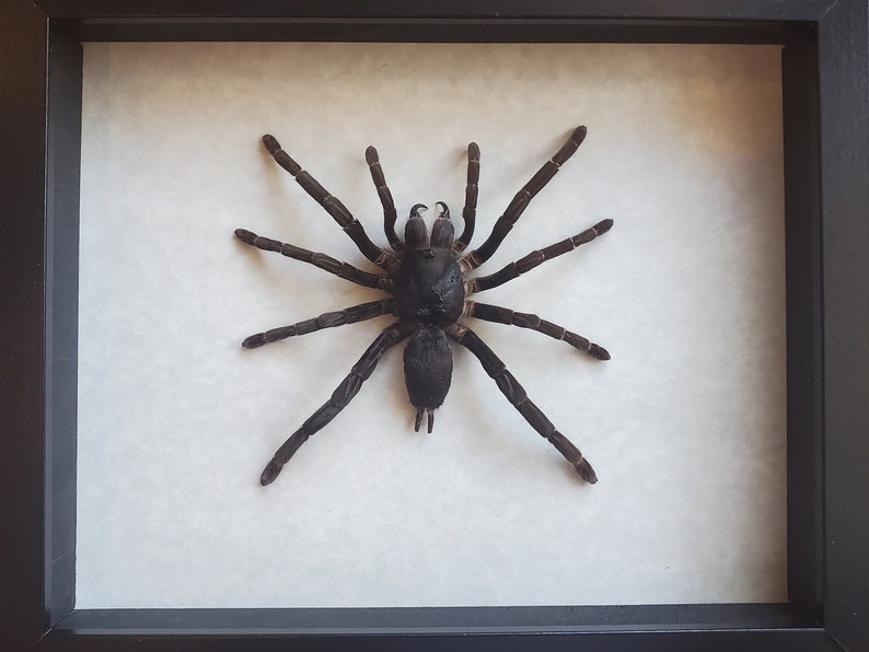 Giant Baboon Spider Hysterocrates Gigas Framed Arachnidae Shadowbox ...