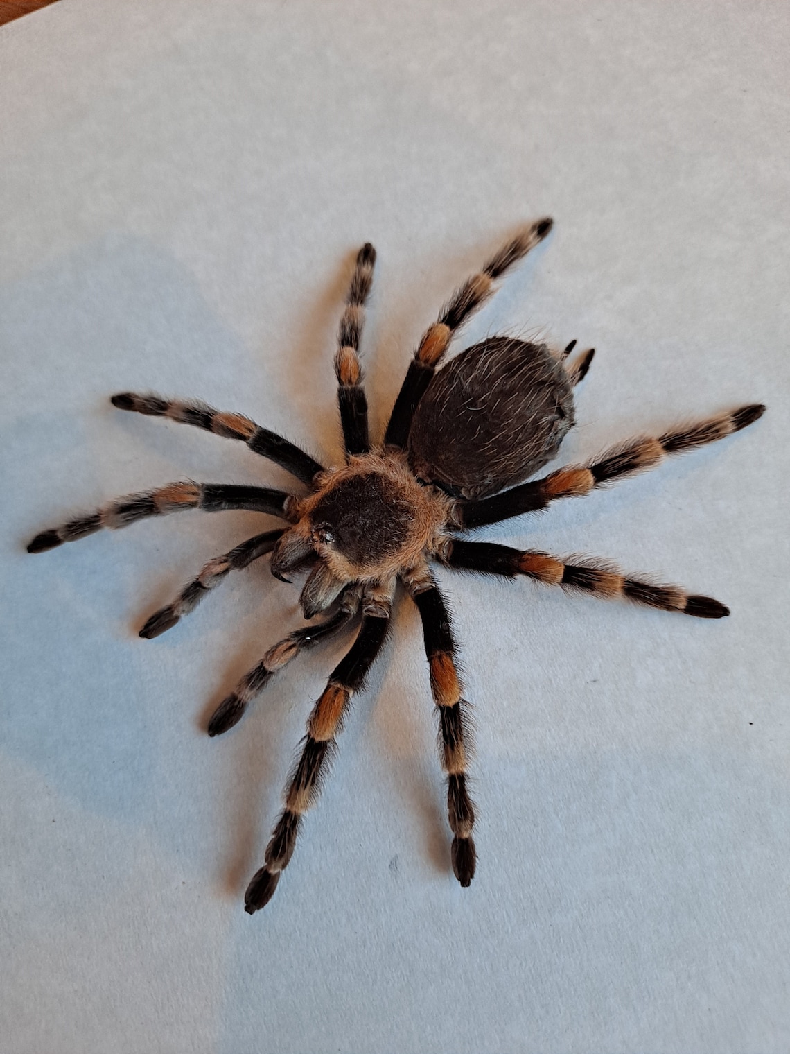 Mexican Redknee Tarantula Brachypelma Smithi Framed Bird - Etsy