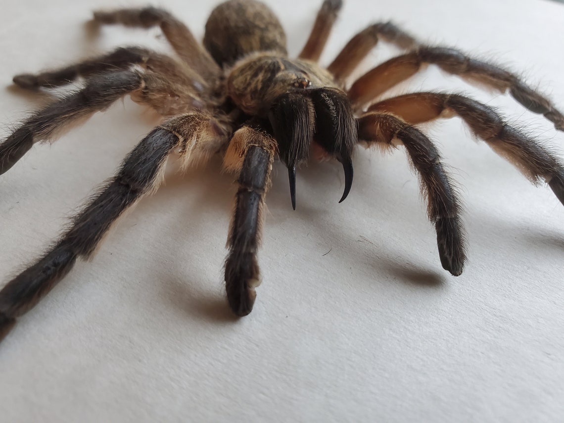 Harpactira Pulchripes Golden Blue Leg Baboon Bird Eating Tarantula ...