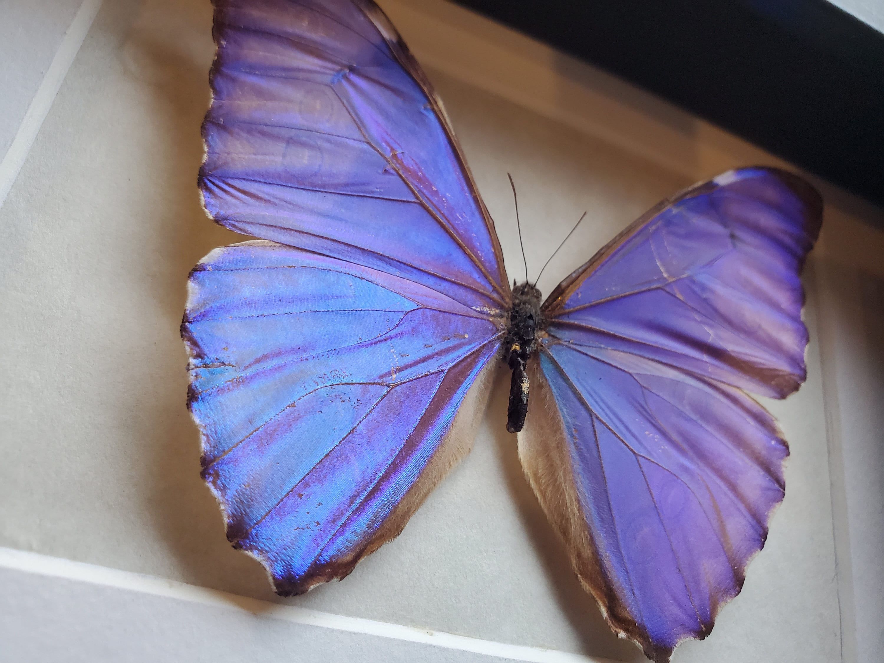Morpho Aurora Bright Blue Butterfly Lepidoptera Displayed - Etsy