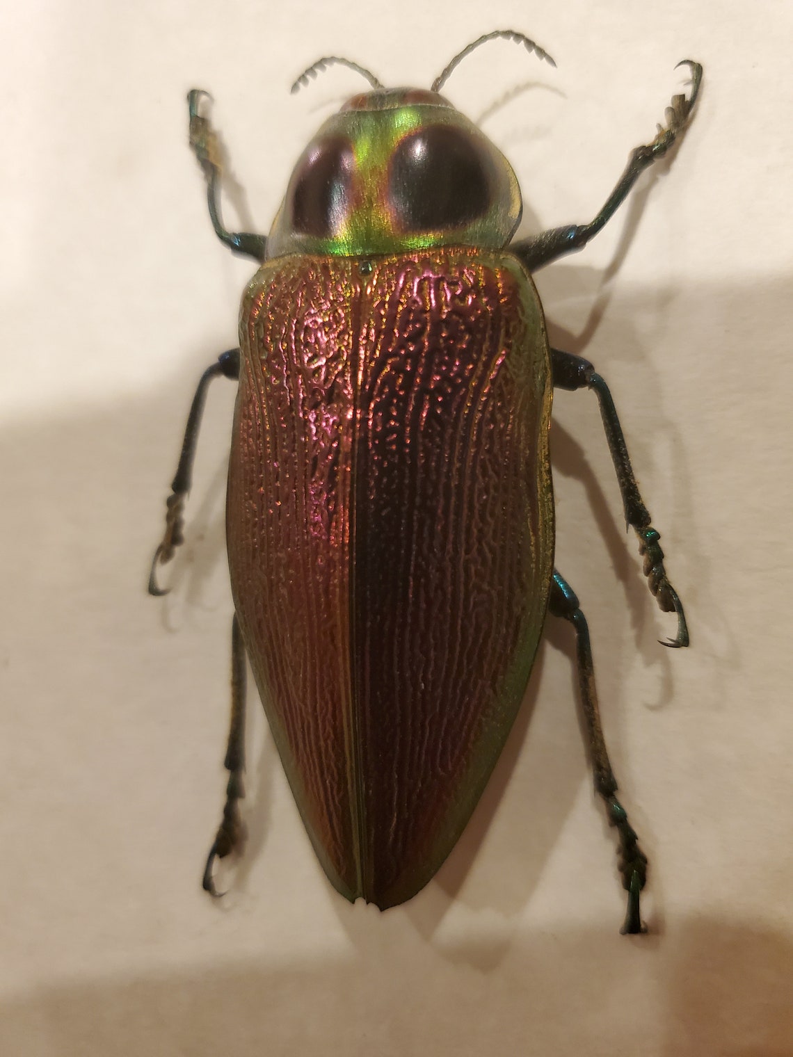 Giant Shiny Metallic Ceiba Wood Borer Jewel Flying Beetle - Etsy