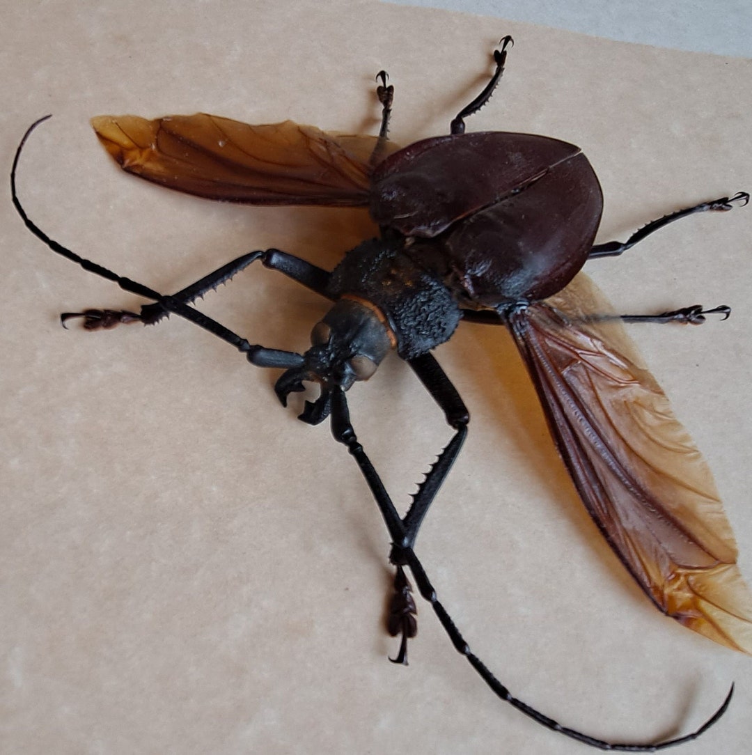 Brazilian Longhorn Beetle Ctenoscelis Coeus Framed Coleoptera Shadowbox ...