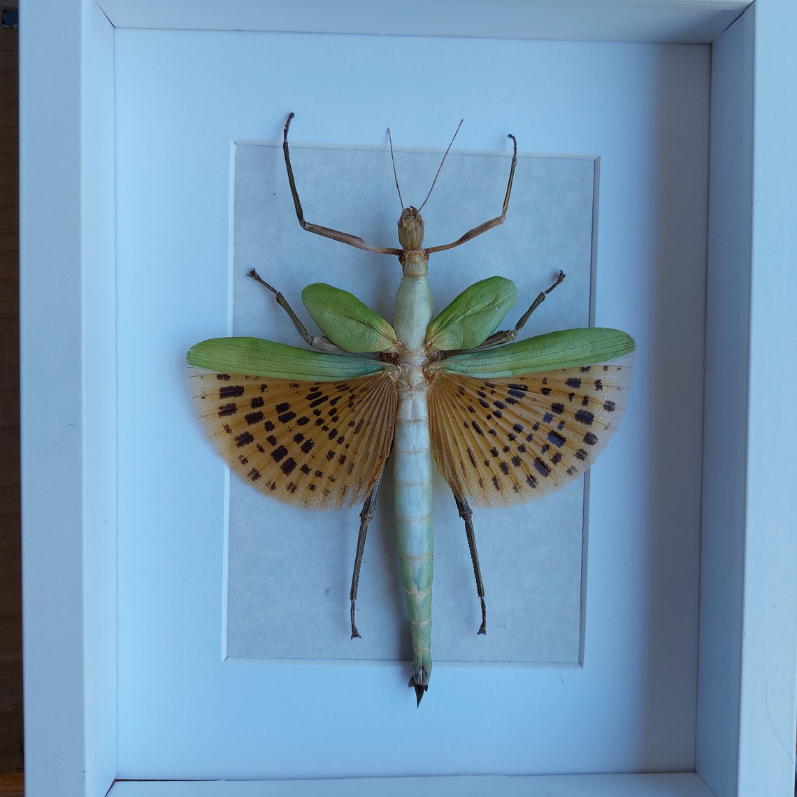 Leopard Winged Walking Stick Insect Paracyphocrania Major - Etsy