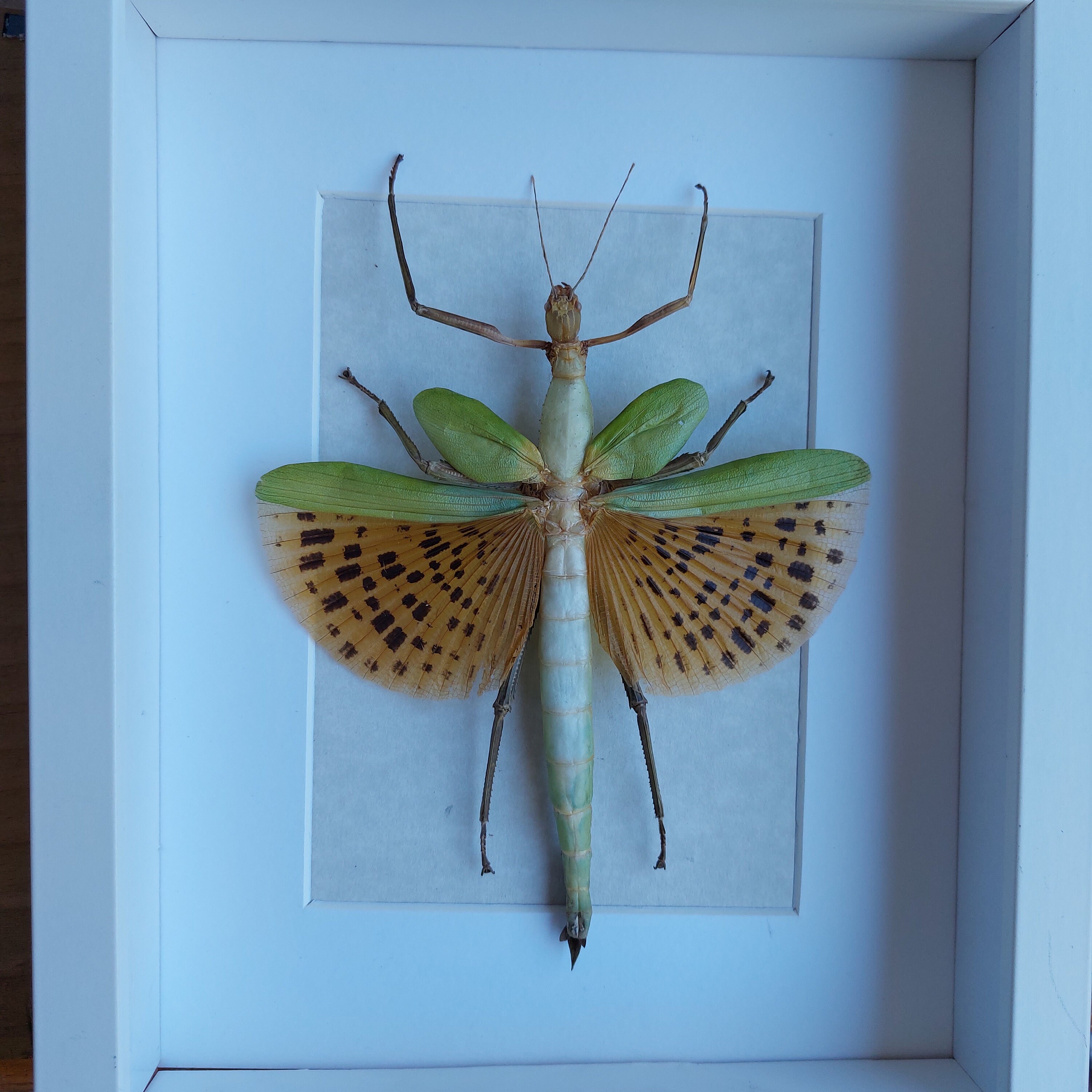 Leopard Winged Walking Stick Insect Paracyphocrania Major Framed ...