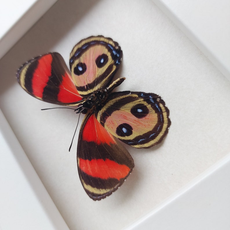 Two-eyed Eighty Eight Callicore Pitheas Butterfly Framed in Shadowbox ...