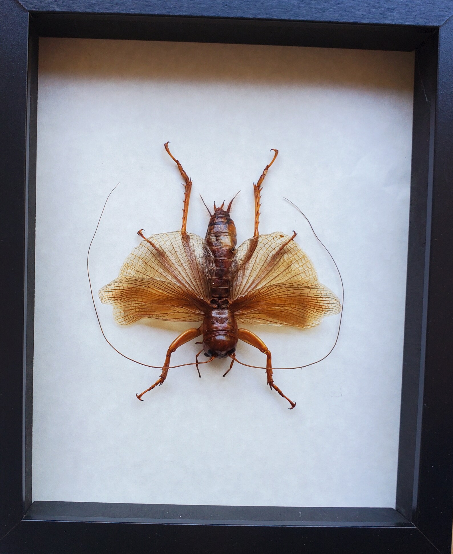 Huge Bulldog Raspy Raptor Cricket Sia Ferox Framed Catyd Shadowbox - Etsy