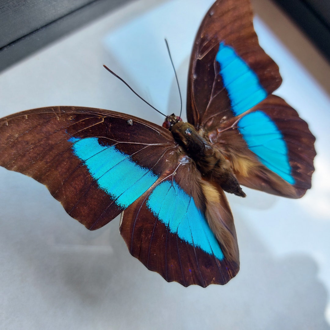 Spotted Prepona Archaeoprepona Demophon Framed Lepidoptera Doubleglass ...