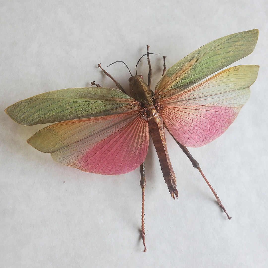 Rose Winged Locust Lophacris Cristata Framed Acrididae Shadowbox ...