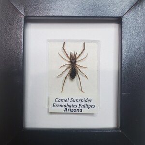 Camel Sunspider Eremobates Pallipes Mini Windscorpion Framed in ...