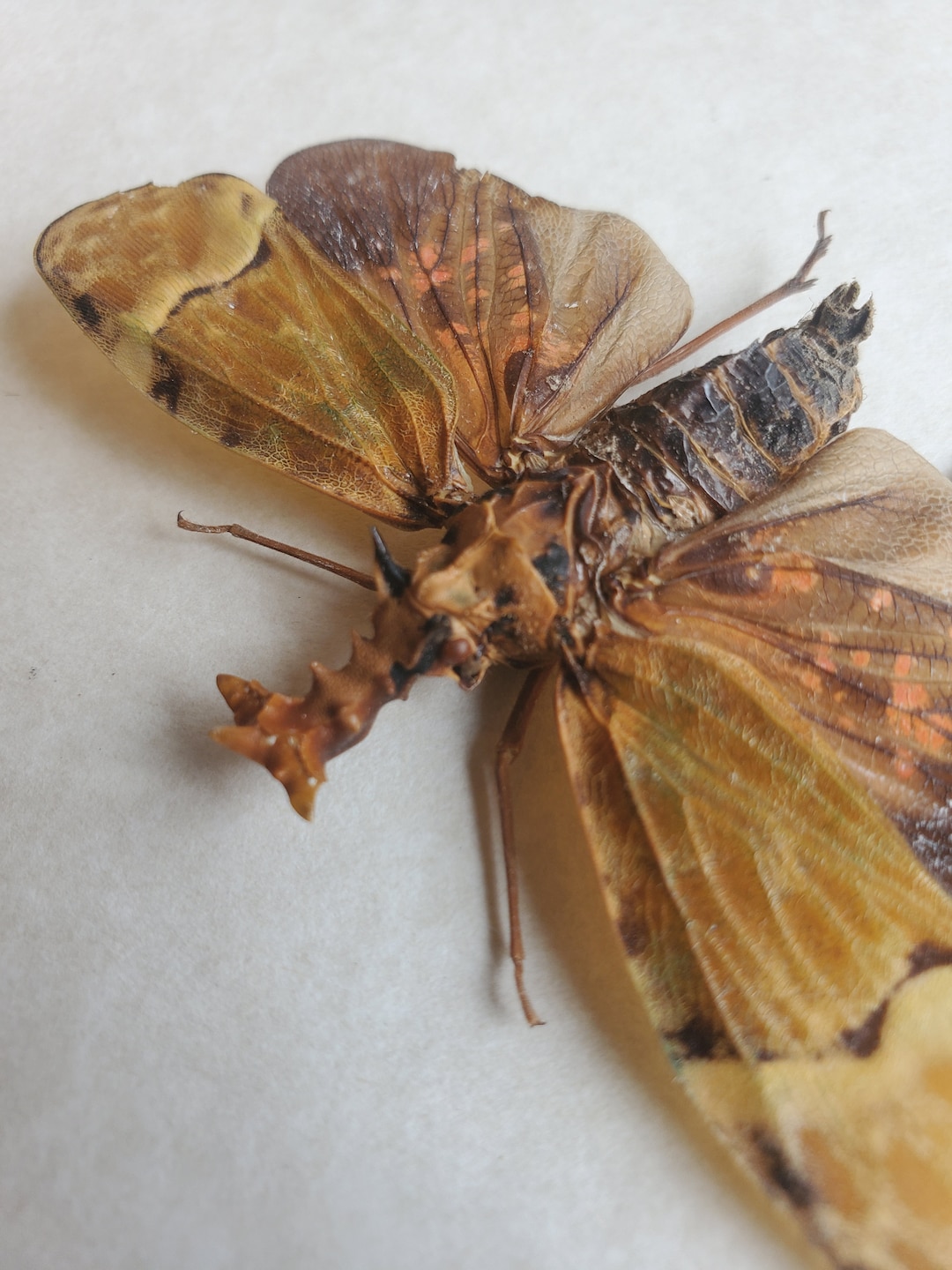 Wart Head Dragon Bug Lanternfly Phrictus Buchei Entomology Collectible ...