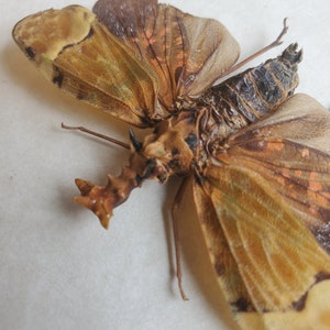 Wart Head Dragon Bug Lanternfly Phrictus Buchei Entomology Collectible ...