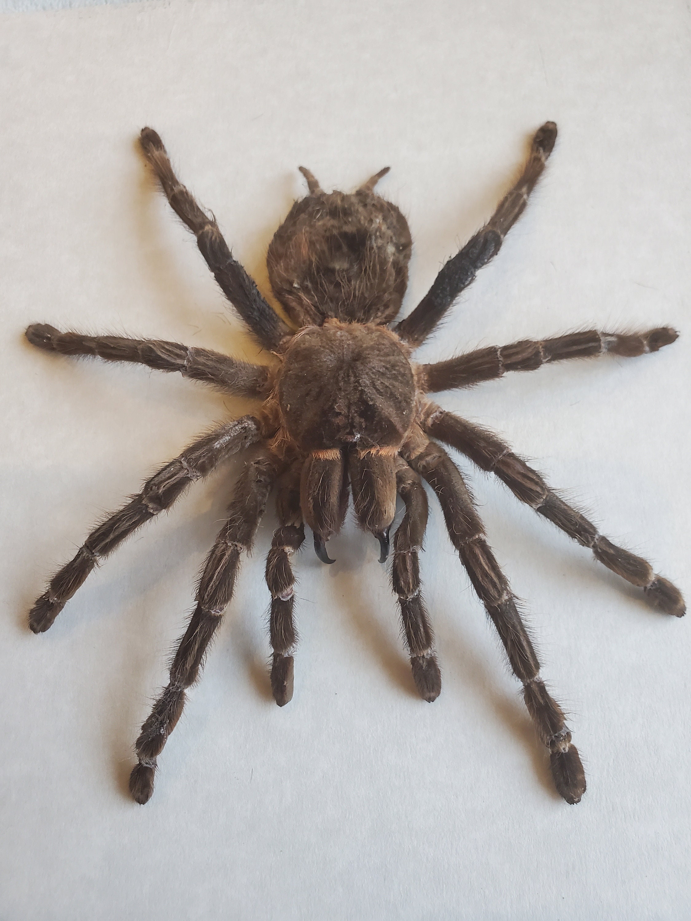 Giant Brazilian Salmon Pink Birdeater Lasiodora Parahybana Tarantula ...