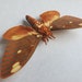 Regal Royal Walnut Moth Citheronia Regalis Saturnidae Framed in ...
