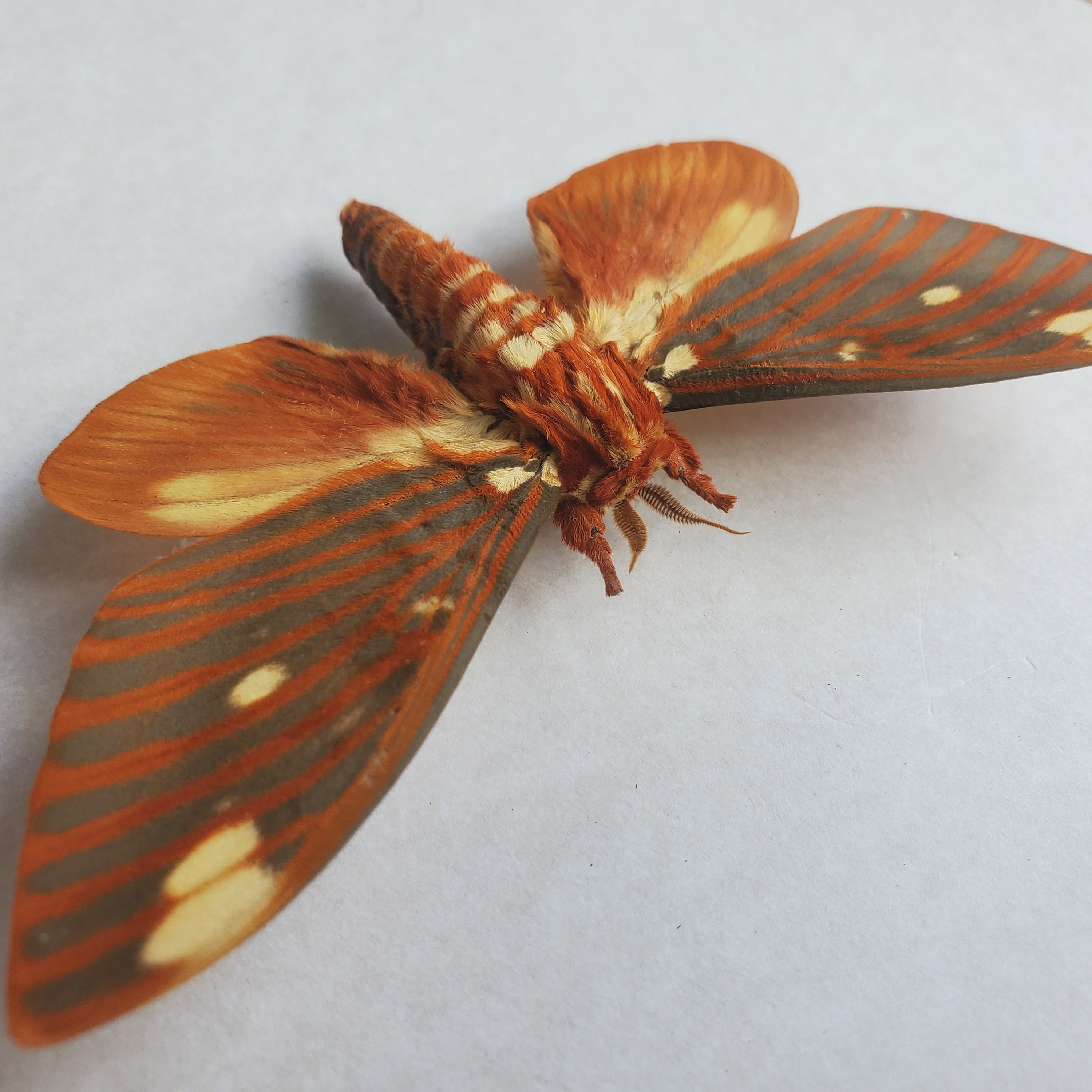 Regal Royal Walnut Moth Citheronia Regalis Saturnidae Framed in ...