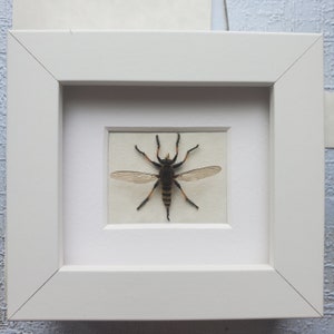 Bee Panther Cannibal Fly Promachus Rufipes Framed Asilidae Shadowbox - Etsy