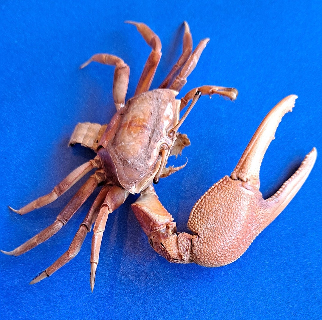 Fiddler Crab Tubuca Dussumieri Framed Crustacea Shadowbox Display - Etsy