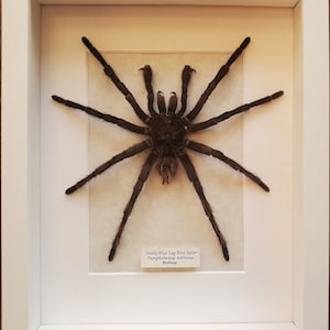 Steely Blue Leg Bird Eating Tarantula Pamphobeteus Antinous Framed ...