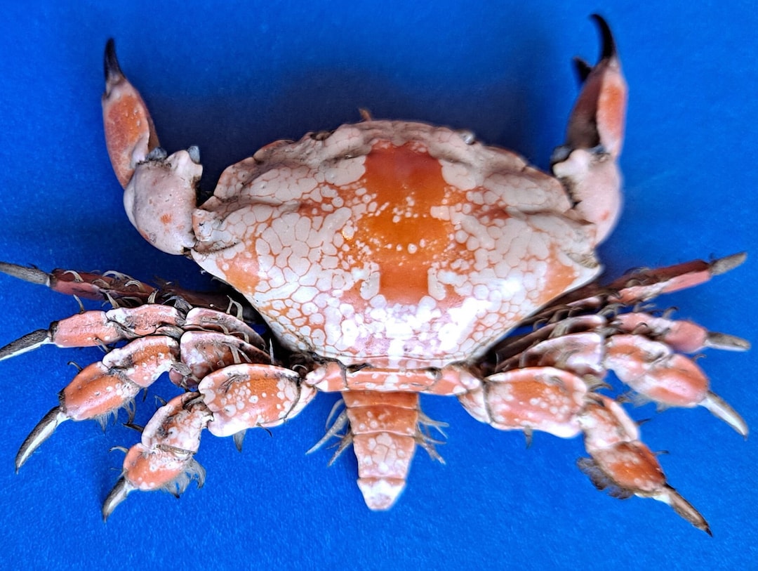 Mosaic Reef Crab Lophozozymus Pictor Framed Crustacean Double Glass ...
