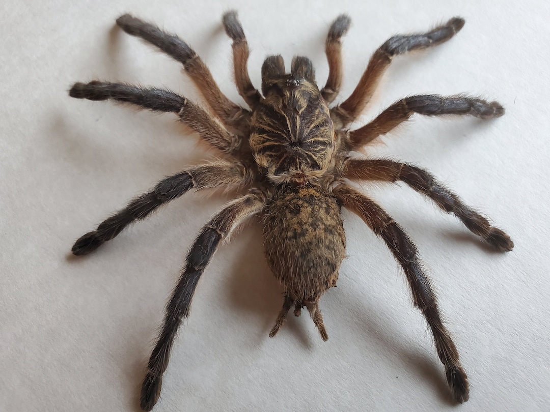 Harpactira Pulchripes Golden Blue Leg Baboon Bird Eating Tarantula ...