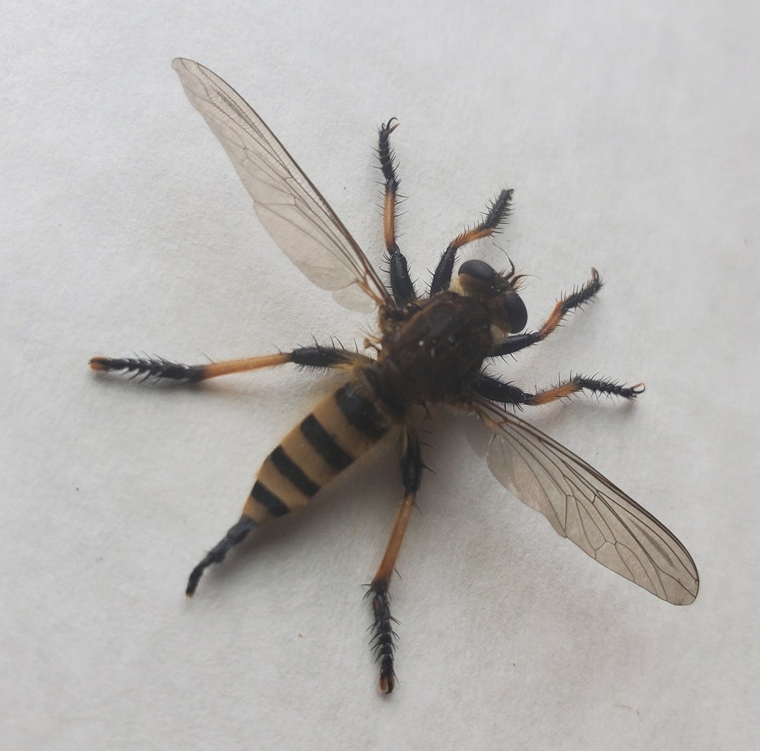 Bee Panther Cannibal Fly Promachus Rufipes Framed Asilidae Shadowbox - Etsy