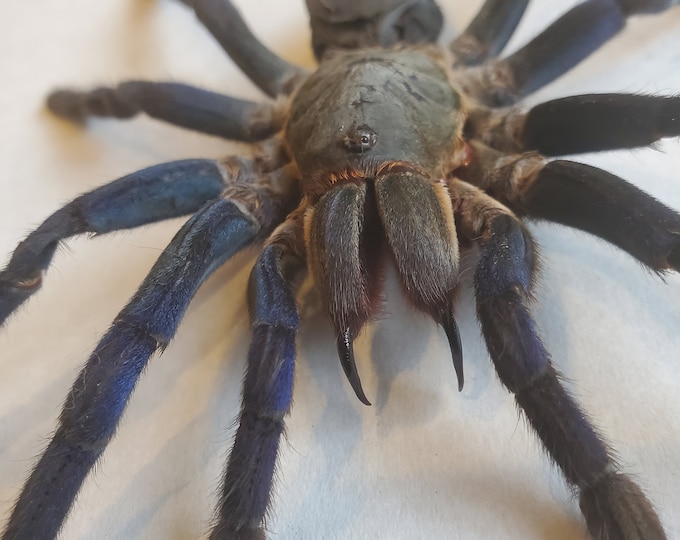 Haplopelma Lividum Cobalt Blue Bird Eating Tarantula Spider Arachnid ...