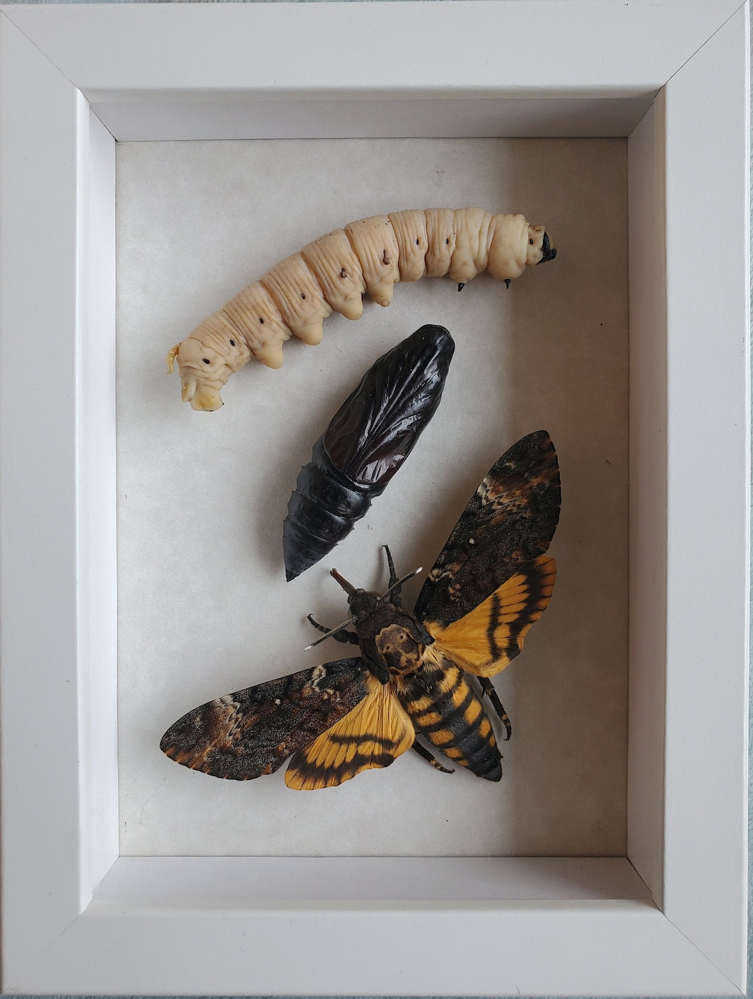 Hawk Moth Acherontia Atropos Life Cycle Entomology Collectible Museum ...