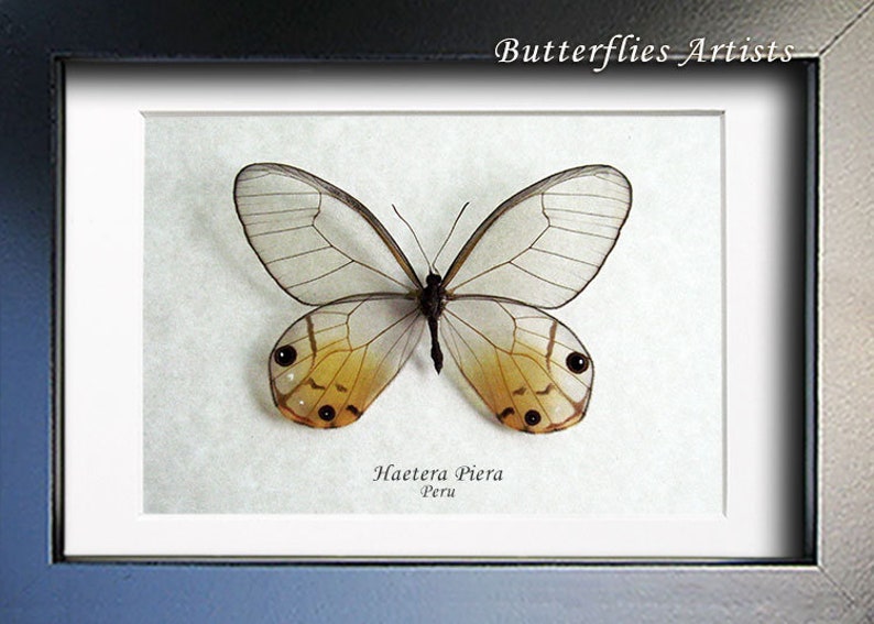 Amber Phantom Haetera Piera Real Butterfly Entomology | Etsy