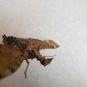 Wart Head Dragon Bug Lanternfly Phrictus Buchei Entomology Collectible ...