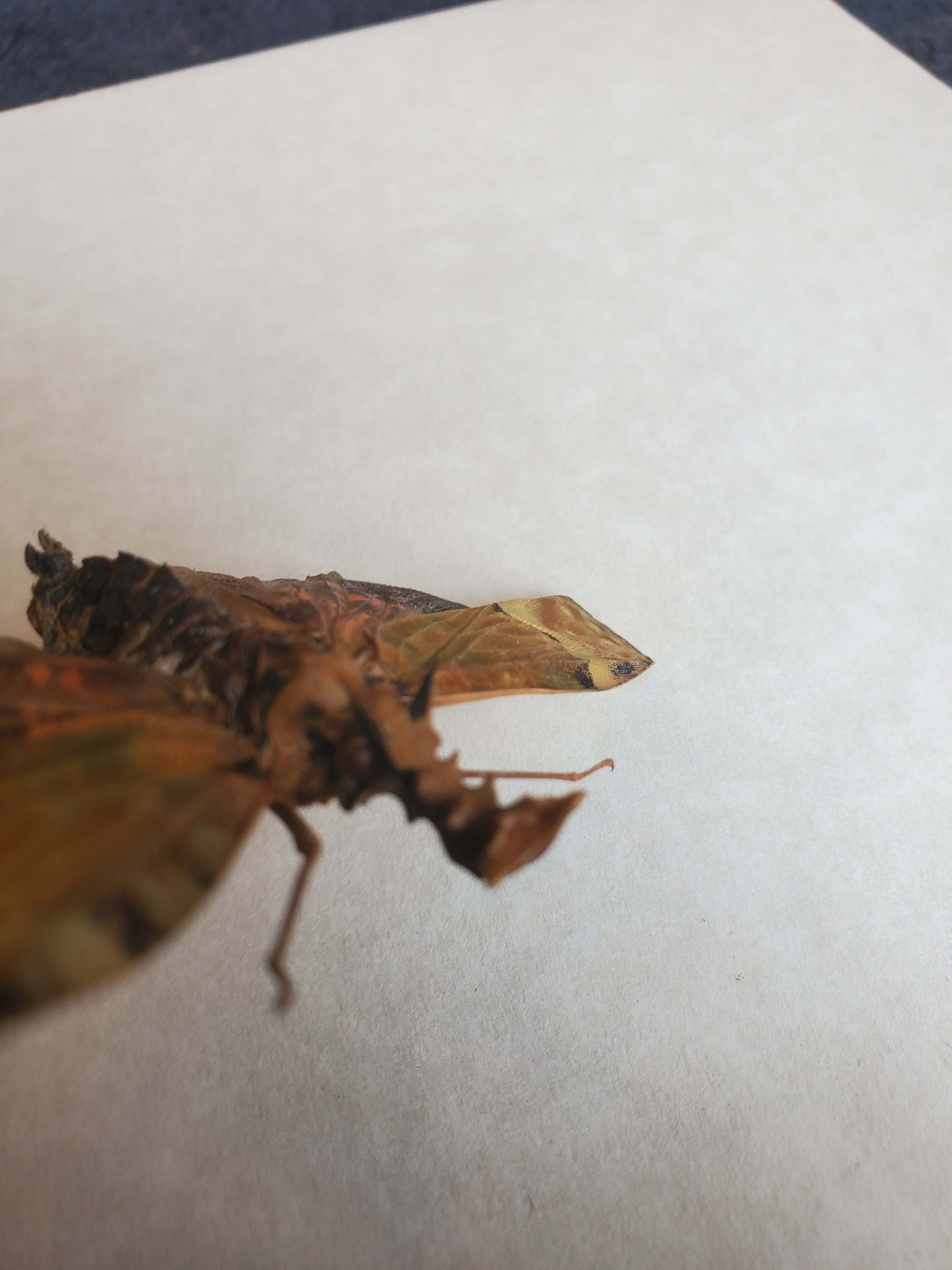 Wart Head Dragon Bug Lanternfly Phrictus Buchei Entomology Collectible ...