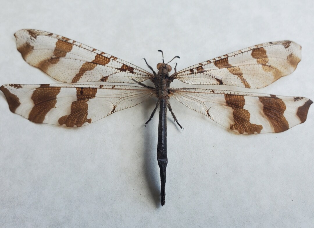 Giant Antlion Palpares Stenares Framed Neuroptera Shadowbox - Etsy