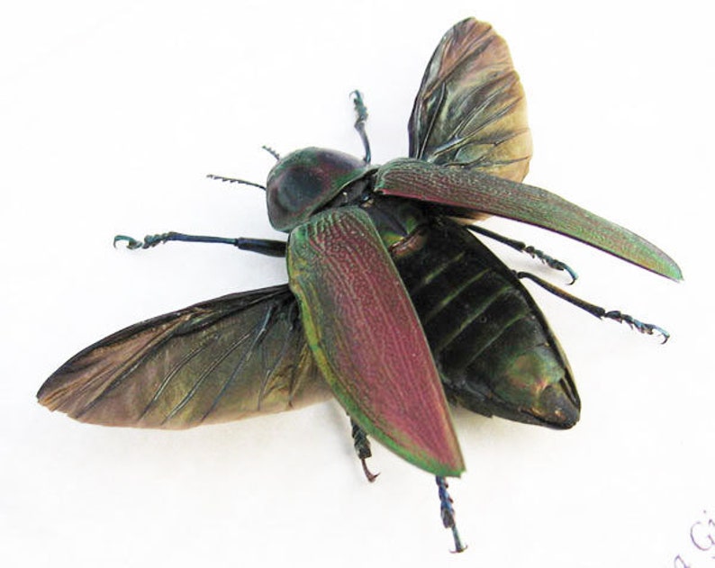 Giant Shiny Metallic Ceiba Wood Borer Jewel Flying Beetle - Etsy