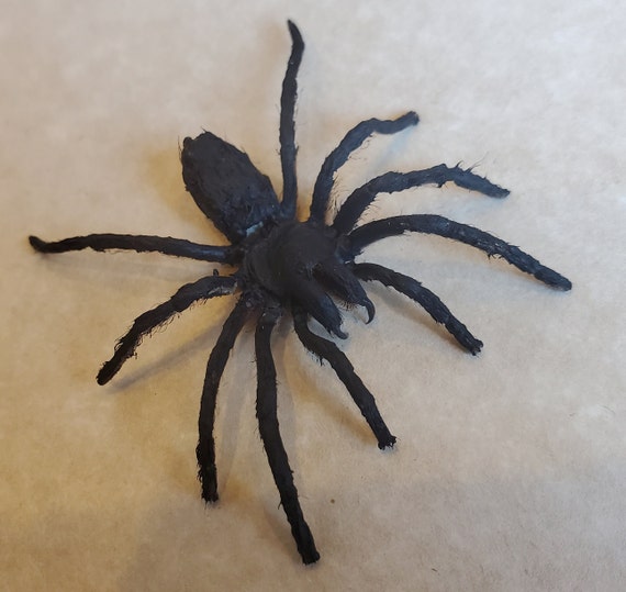 Spider Atrax Robustus