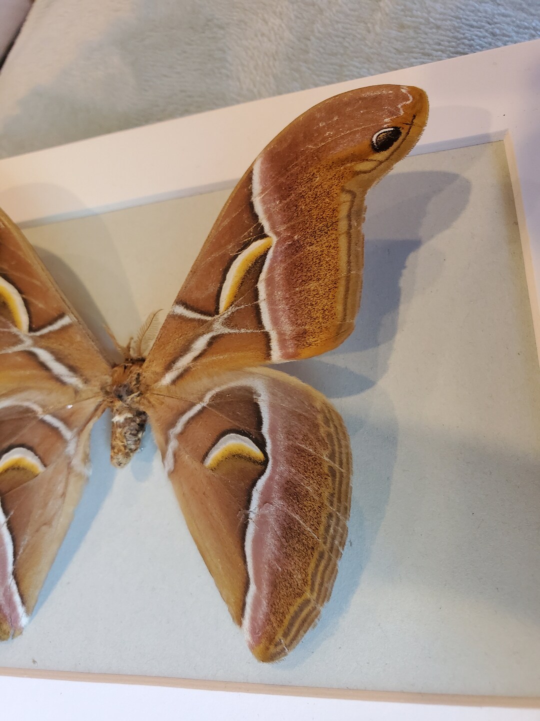 Samia Cynthia Ricini Eri Silk Moth Ailanthus Snakehead - Etsy Canada