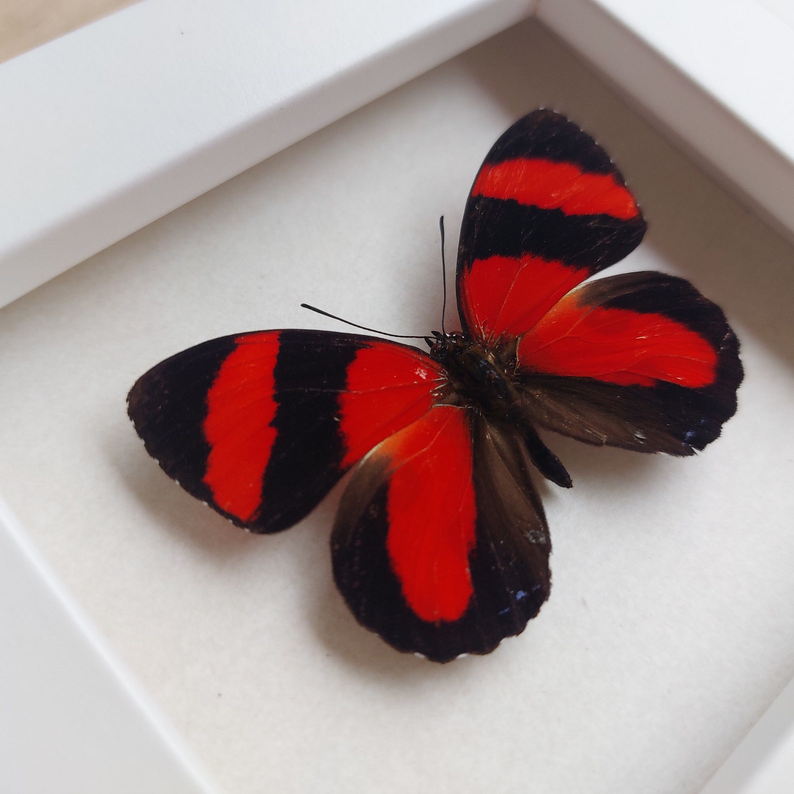 Two-eyed Eighty Eight Callicore Pitheas Butterfly Framed in Shadowbox ...