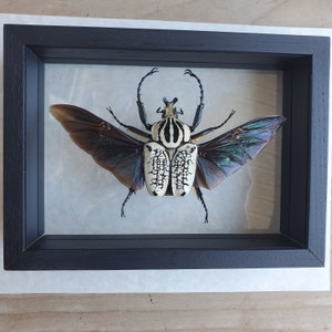 Zebra Pattern Goliath Beetle Goliathus Orientalis Framed Double Glass ...